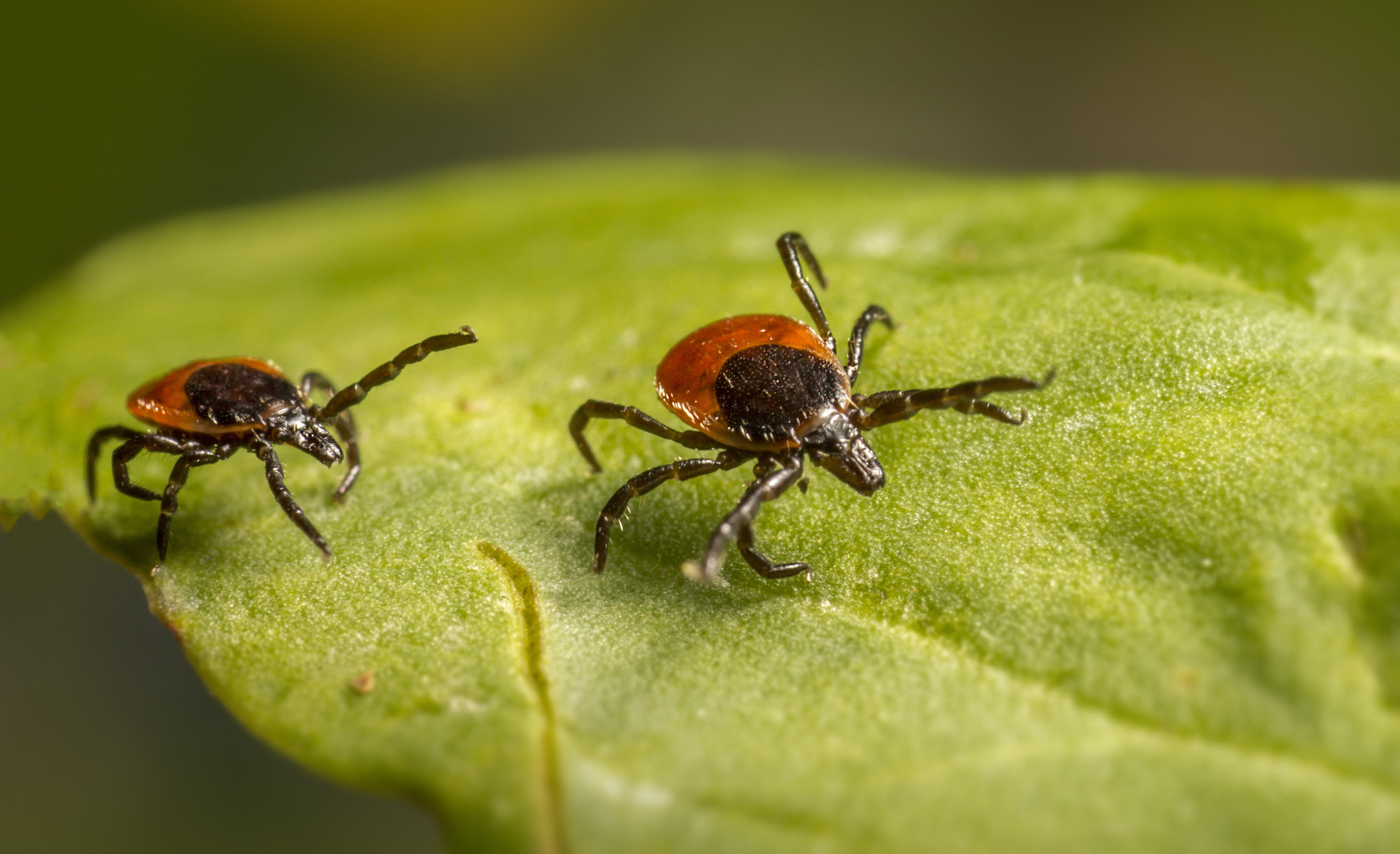 Lyme Disease and Other Infections | Amen Clinics Amen Clinics